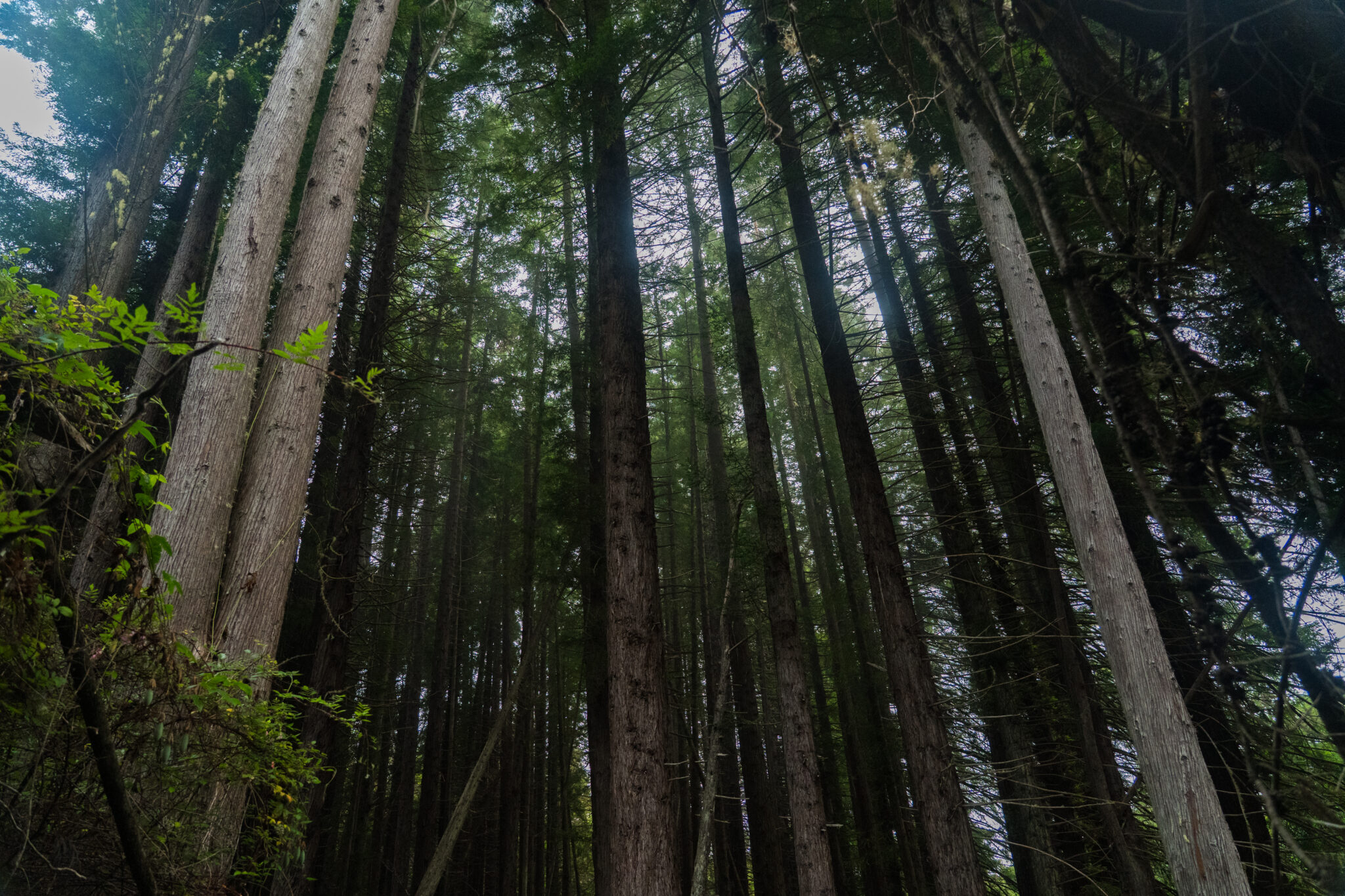 Polipoli Spring State Recreation Area Trail Guide: Maui's Best-Kept ...