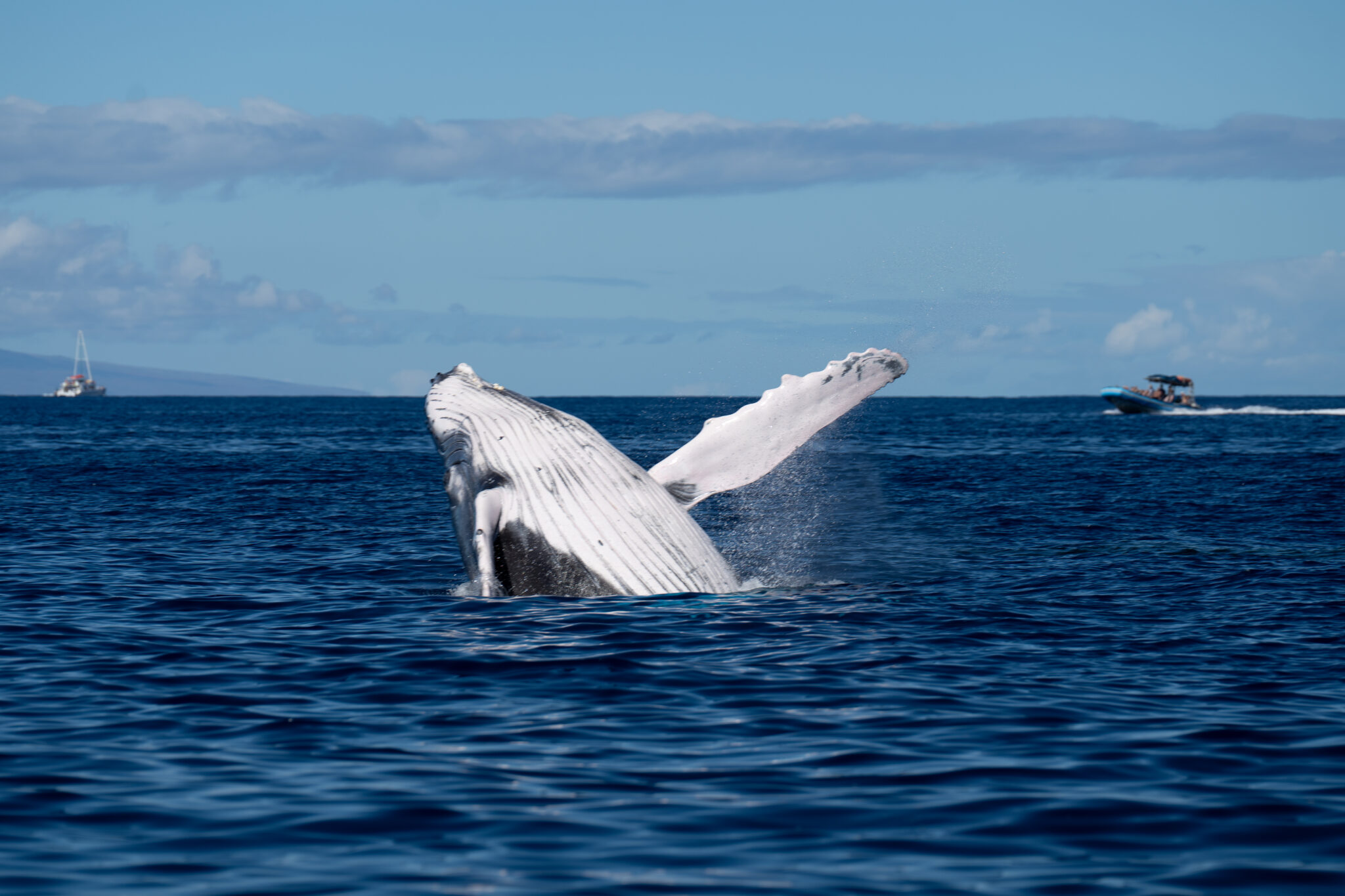 The Best Time to Whale Watch in Maui (By Month & Time of Day) | Hike Maui